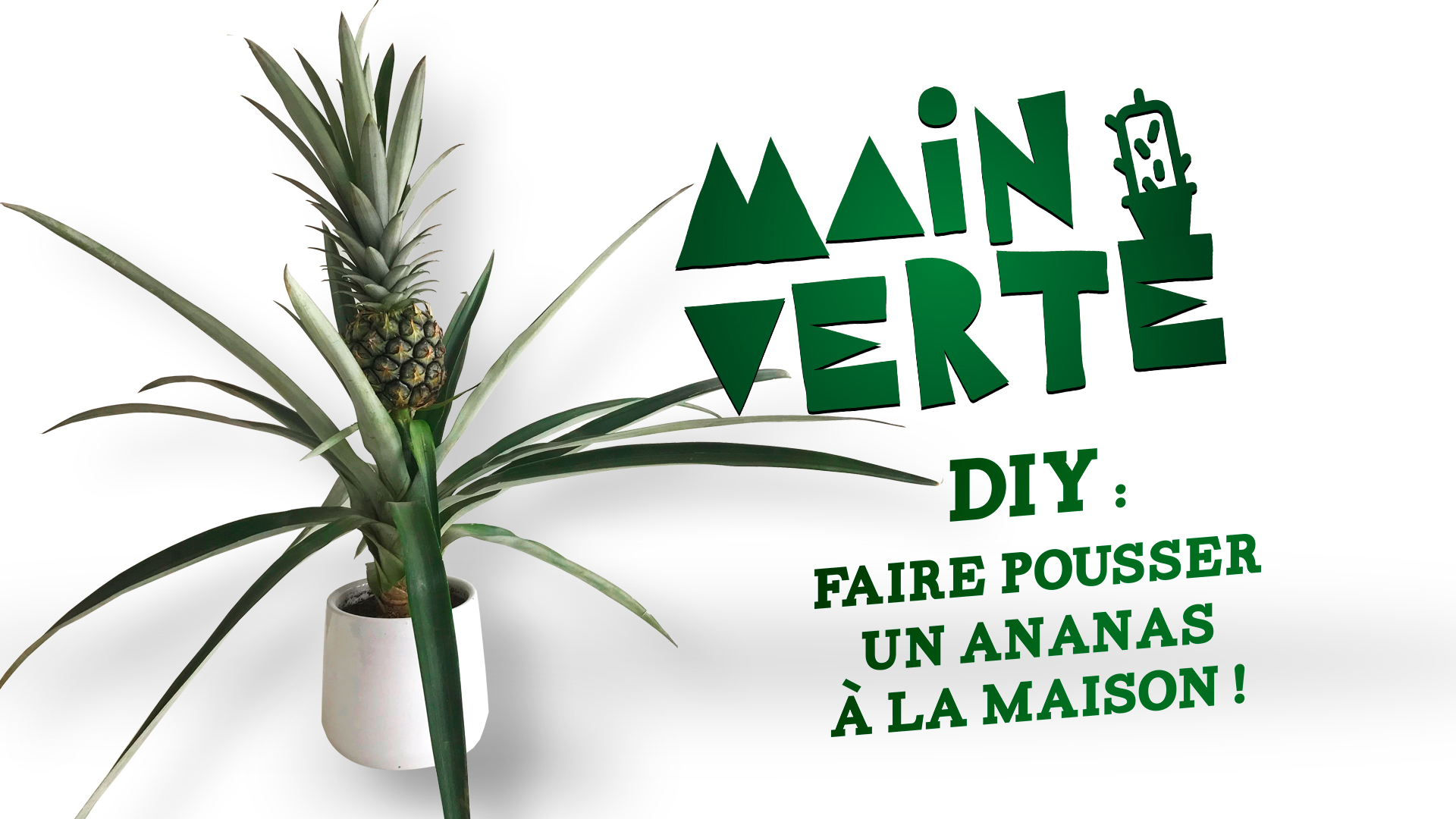 Main Verte - DIY : faire pousser un ananas à la maison ! - On dirait le sud